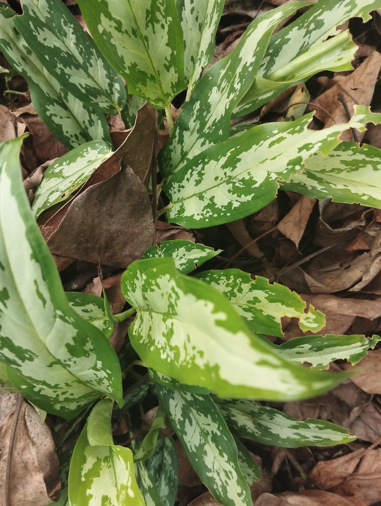 tuftroot from Francisco de Orellana, Ecuador on March 19, 2025 at 04:31 ...