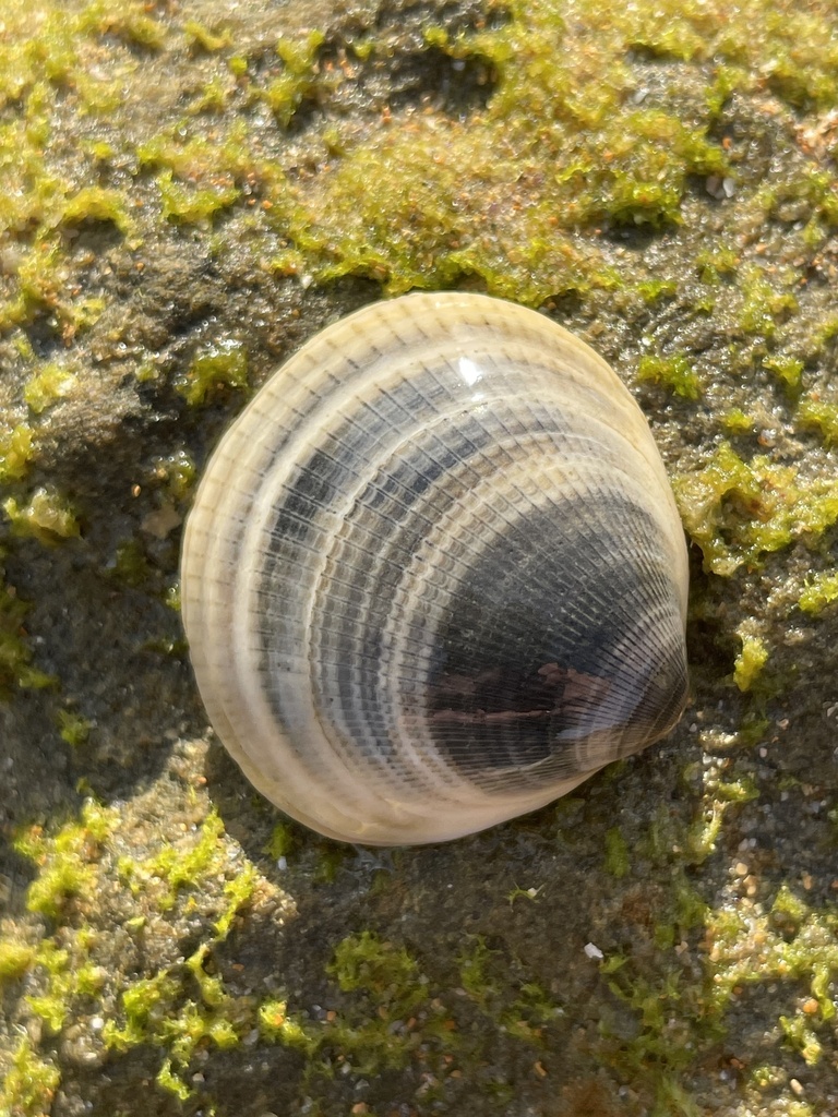 Flame Dog Cockle from Culburra Beach, Culburra Beach, NSW, AU on March ...