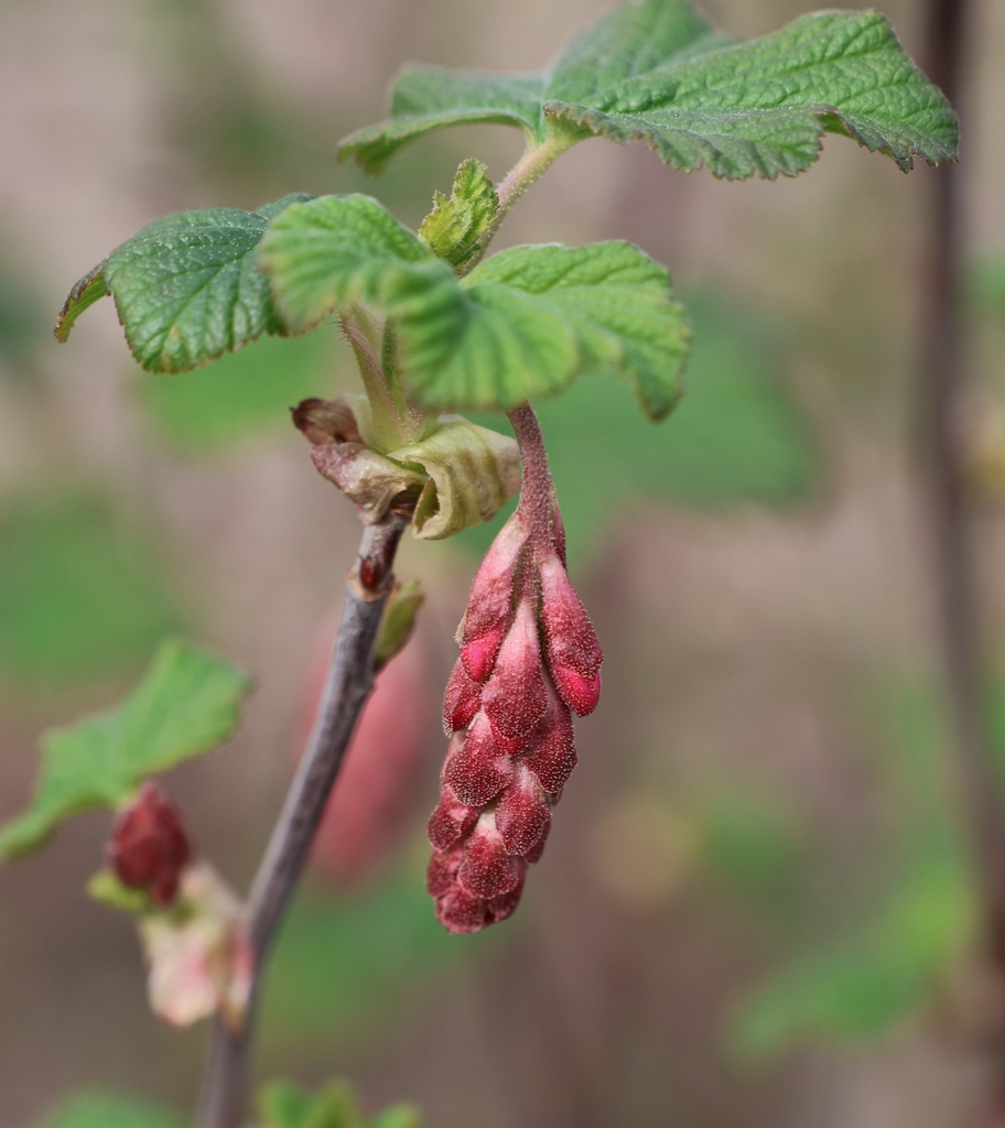 Red-flowering Currant from FBP Native Plant Nursery 34639 Frank Parrish ...