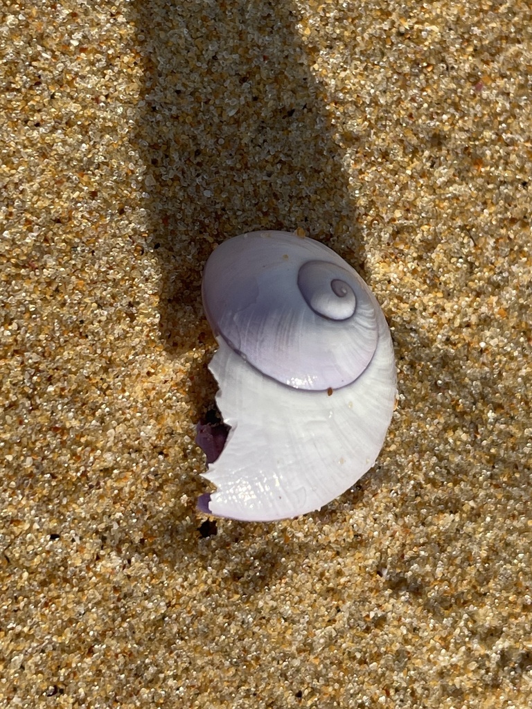 Violet Sea Snail from Culburra Beach, Culburra Beach, NSW, AU on March ...