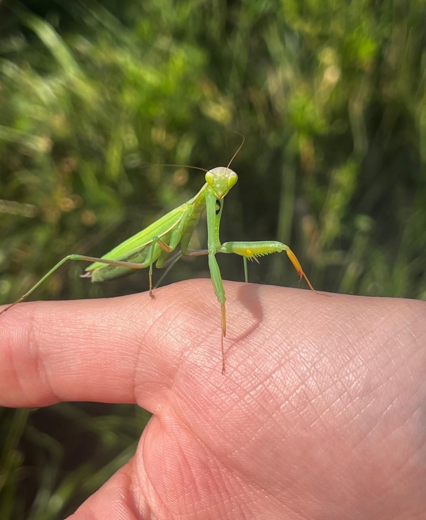European Mantis from 3800 Yonge St, Toronto, ON M4N 3P7, Canada on ...