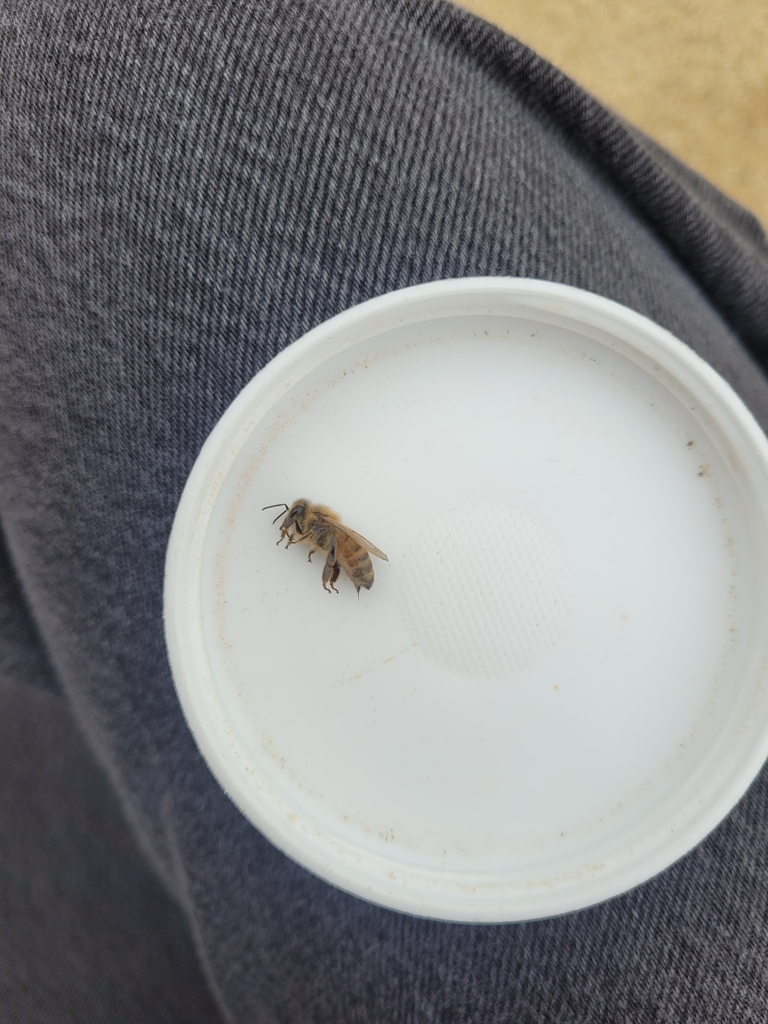 Western Honey Bee from Reno, NV 89502, USA on March 19, 2025 at 02:48 ...
