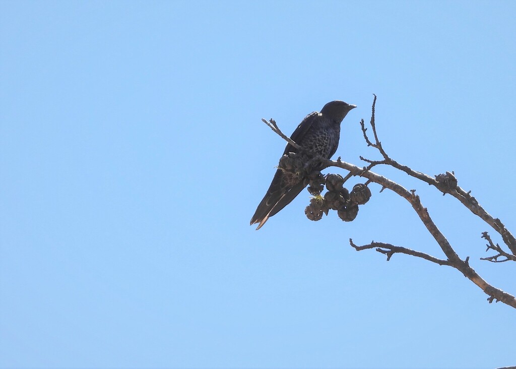 Southern Martin from Huerta Grande, Córdoba, Argentina on December 15 ...