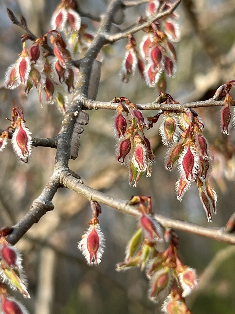 Winged Elm from Lake Glad Rd, Wendell, NC, US on March 19, 2025 at 06: ...