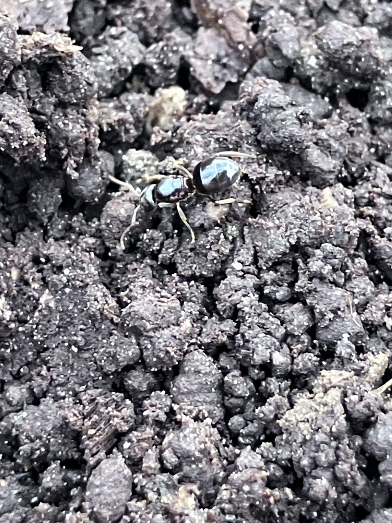 Shaded Fuzzy Ant from Gaithersburg, MD, US on March 19, 2025 at 05:06 ...