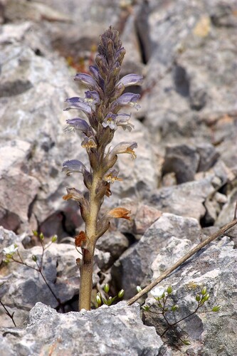 Phelipanche cernua · iNaturalist