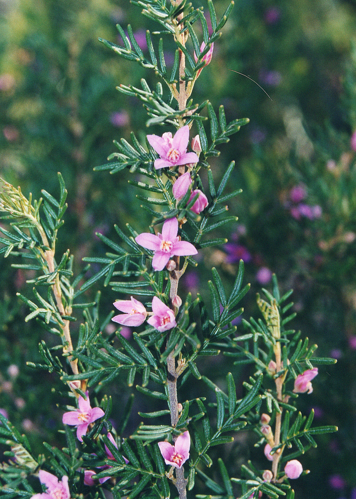 Boronia from Tenterfield NSW 2372, Australia on October 9, 2002 at 10: ...