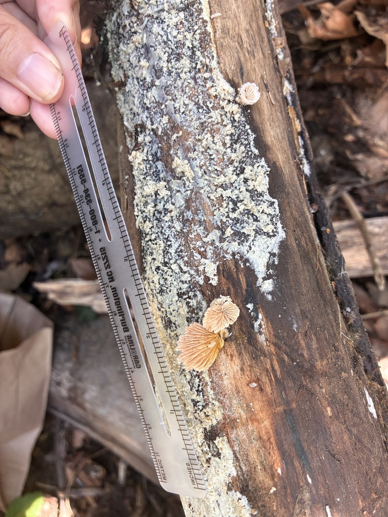 splitgill mushroom from 34.0917157465 on March 19, 2025 at 03:55 PM by ...