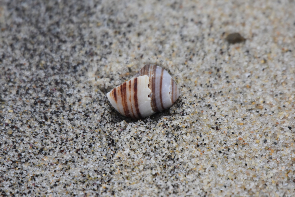 Common Periwinkle from Plymouth, MA, USA on March 19, 2025 at 03:15 PM ...