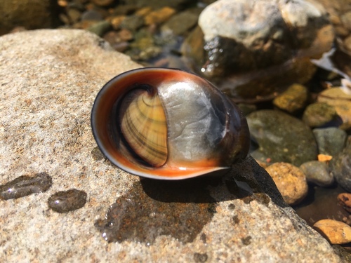 Black Racer Nerite Snail (Neritina pulligera) · iNaturalist