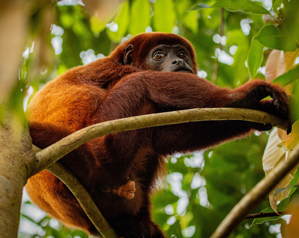 Colombian Red Howler Monkey from La Montañita, Caquetá, Colombia on ...