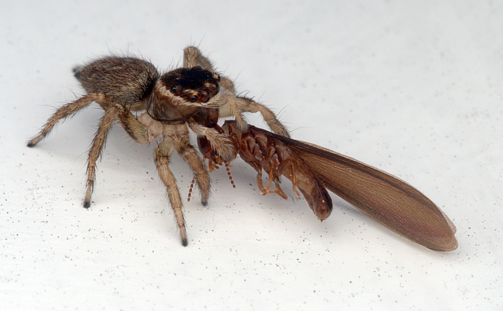 Drywood Termites from Ruawai, New Zealand on March 7, 2025 at 05:34 PM ...