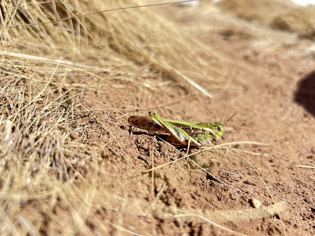 Australian Yellow-winged Locust from East Moorabool Ward, Hopetoun Park ...