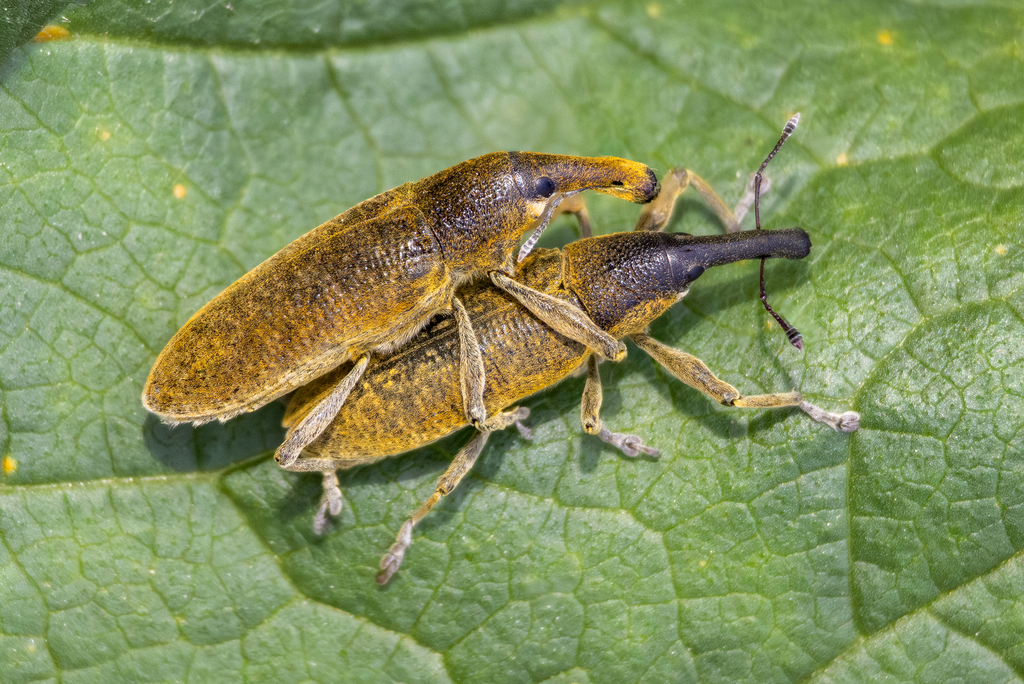Elongated Bean Weevil from Córdoba, España on March 19, 2025 at 05:59 ...