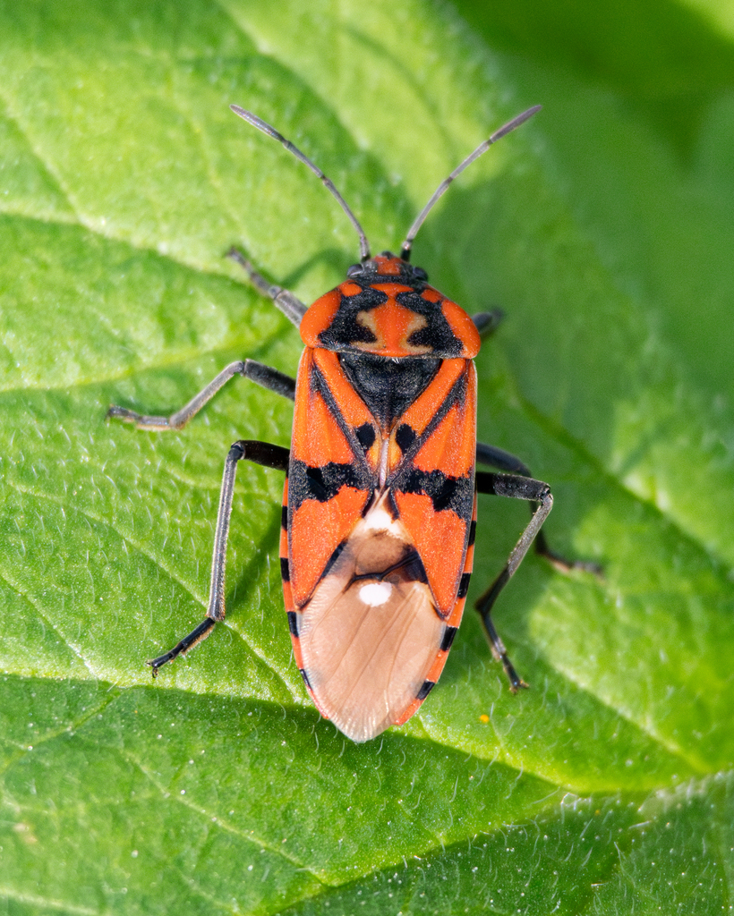 Indian Milkweed Bug from Córdoba, España on March 19, 2025 at 06:00 PM ...