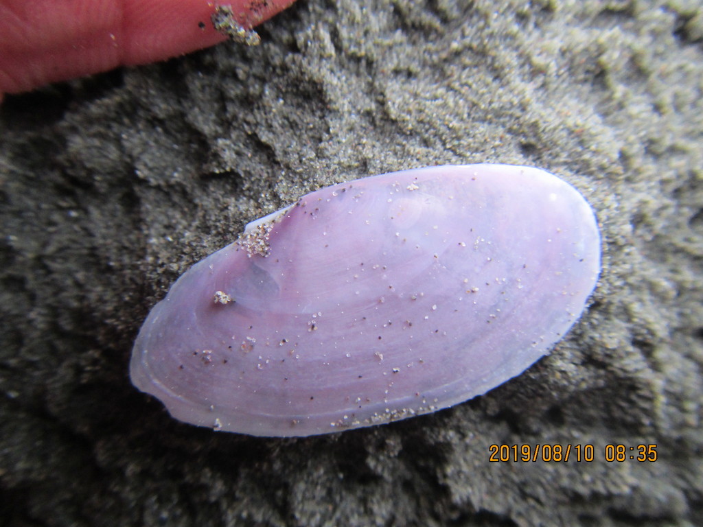 Sunset Clams and Allies from Kuku Beach, New Zealand on August 10, 2019 ...