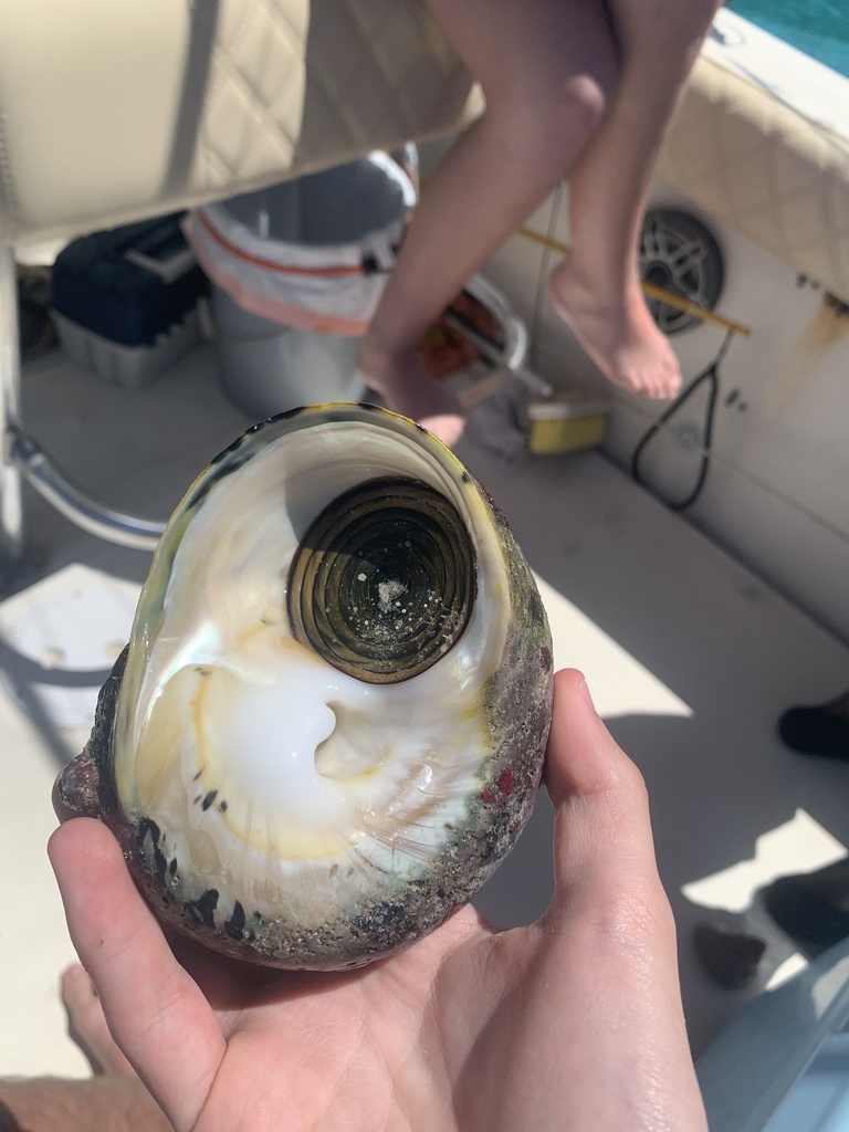 West Indian Top Shell from BS on March 19, 2025 at 12:52 PM by Logan ...