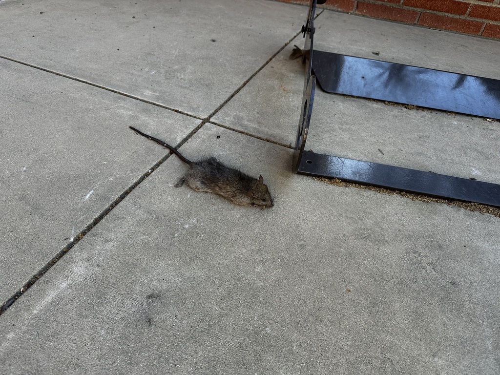 Brown Rat from University of California, Los Angeles, Los Angeles, CA ...