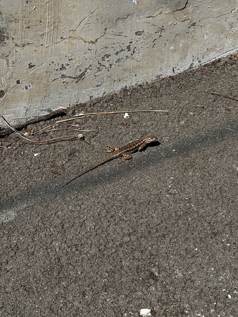 Western Fence Lizard from University of California, Los Angeles, Los ...