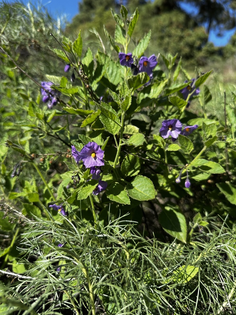 purple nightshade from Veteran Ave, Los Angeles, CA, US on March 19 ...