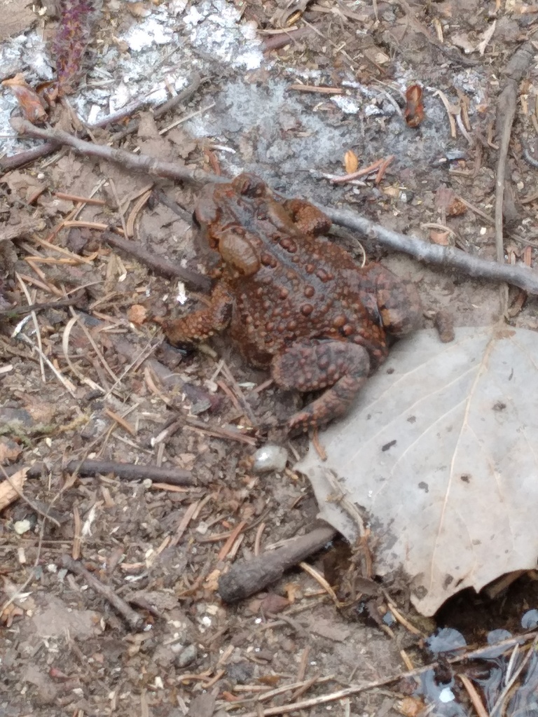Eastern American Toad from Parry Sound District, ON, Canada on March 19 ...
