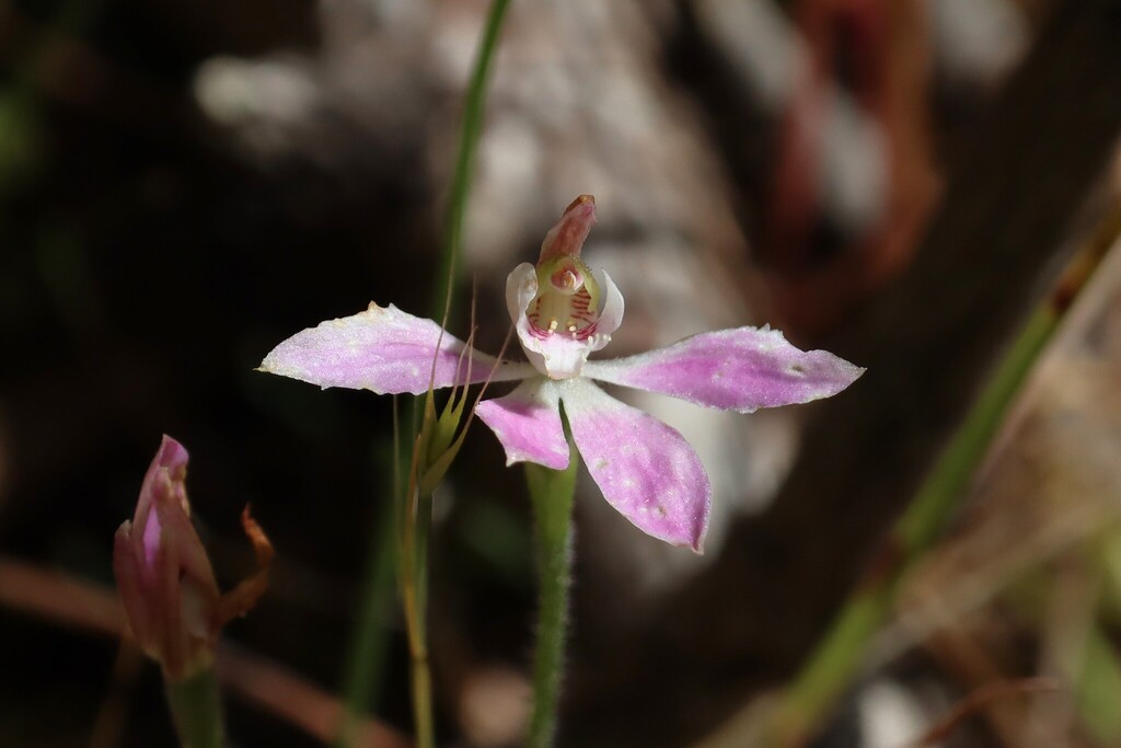 Pink Lady Fingers in September 2023 by Garry French · iNaturalist