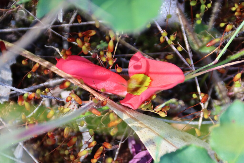 Running Postman from Axedale VIC 3551, Australia on September 28, 2023 ...