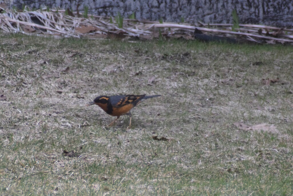 Varied Thrush from Ottawa County, MI, USA on March 18, 2025 at 11:03 AM ...