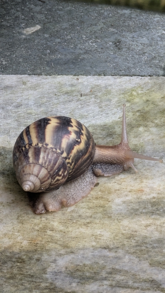 African Giant Snail from Thành phố Hội An on March 20, 2025 at 01:34 AM ...