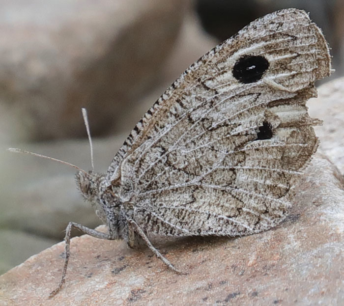 Pale Riding’s Satyr (Yosemite National Park Butterfly Guide 🦋 ...