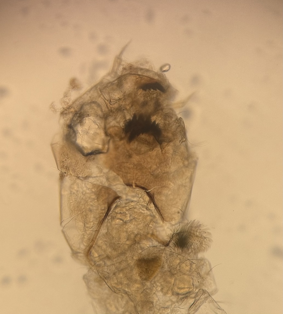 Dicrotendipes neomodestus from Edgewater Dr, Orlando, FL, US on August ...