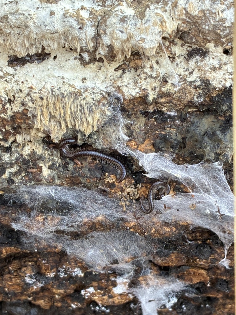 Round-backed Millipedes from The Arboretum - University of Guelph ...