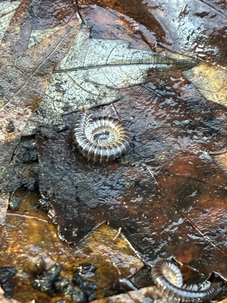 Worm-like Millipedes from The Arboretum - University of Guelph, Guelph ...