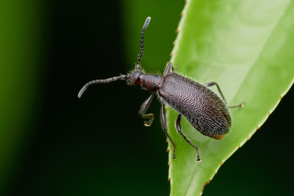 Cerogria ommalata from 中国天目山风景区 on May 19, 2023 at 02:33 PM by Li ...