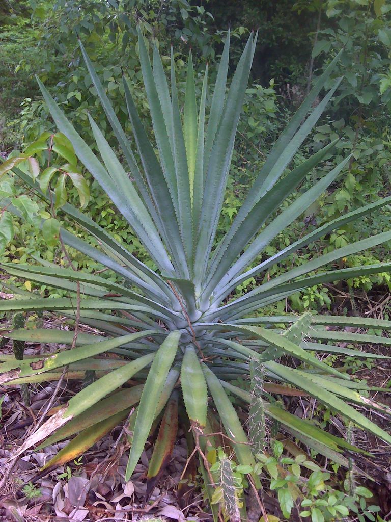 Henequen (Agave fourcroydes) - Botanical Realm