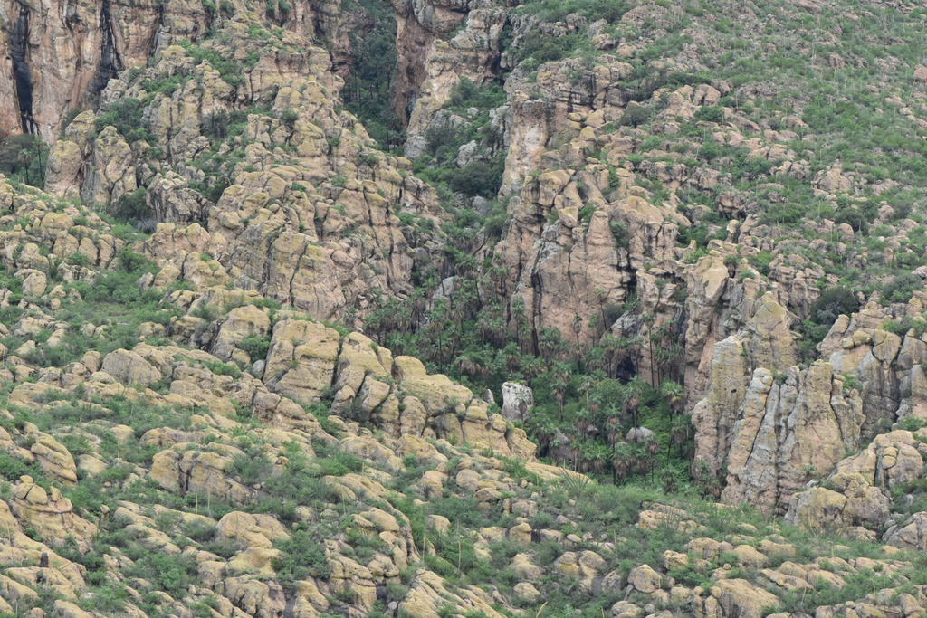 Brahea nitida from Cucurpe Municipality, Sonora, Mexico on August 10 ...