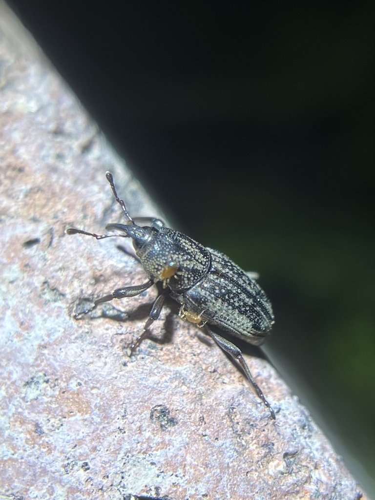 Hunting Billbug from N 27th St, Phoenix, AZ, US on March 19, 2025 at 08 ...