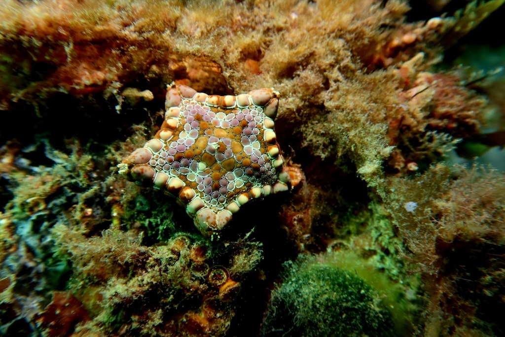 Common Biscuit Star from Rapid Bay jetty on March 18, 2025 at 10:26 AM ...