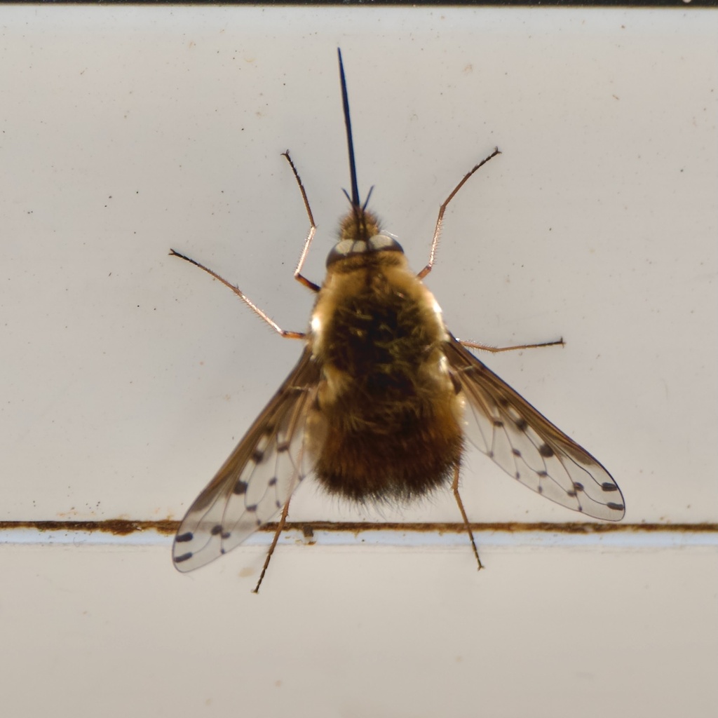 Dotted Bee Fly from Wye Valley National Landscape, Hereford, England, GB on March 19, 2025 at 01 ...