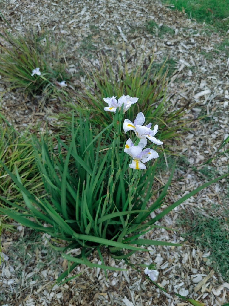 Large Fortnight Lily from Torquay VIC 3228, Australia on March 20, 2025 ...
