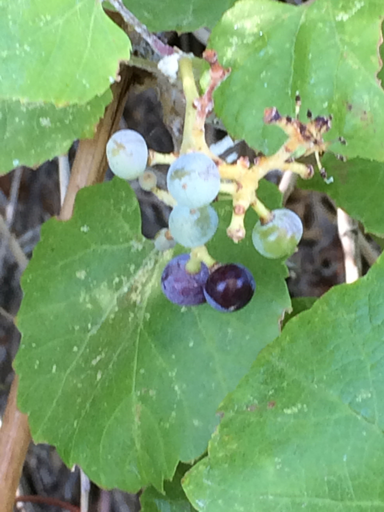 canyon wild grape from 89018, Indian Springs, NV, US on September 05 ...