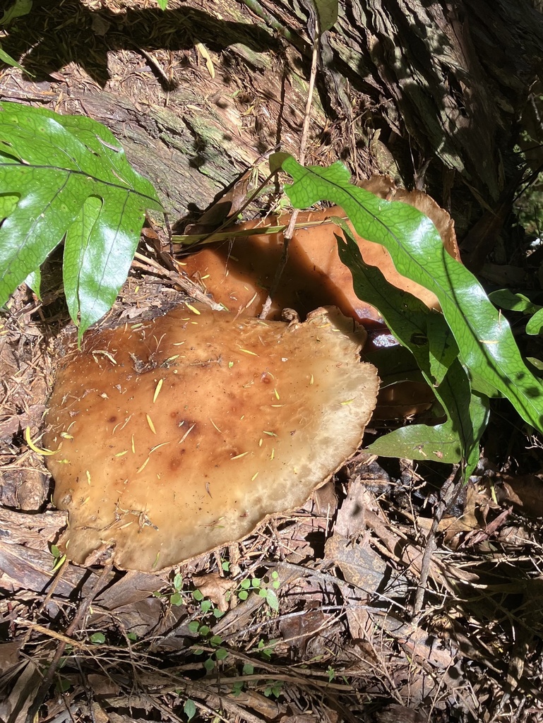 Tawaka from Orokonui Ecosanctuary, Waitati, Otago, NZ on March 20, 2025 ...