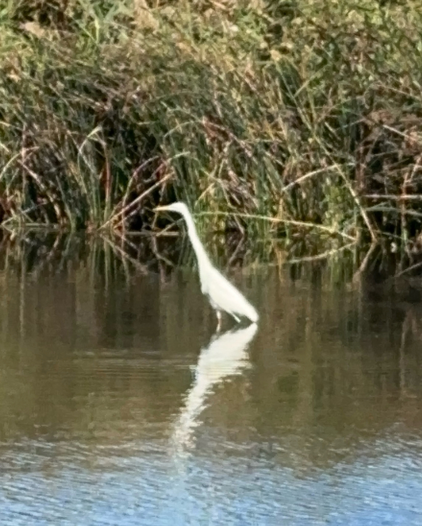 Great Egret from Port Phillip - West, AU-VI, AU on April 30, 2023 at 02:59 PM by Yichen Xie ...