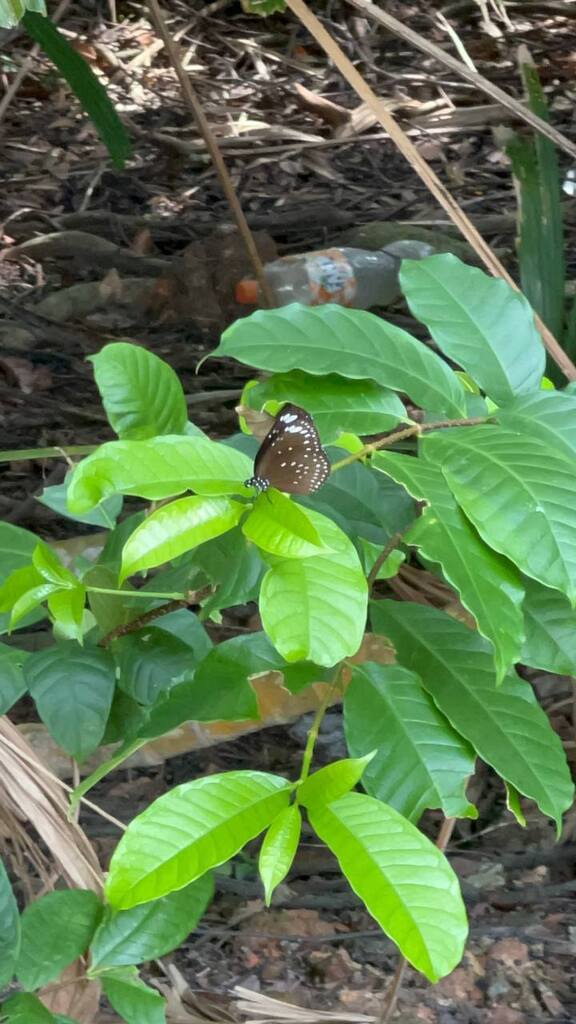 Blue-spotted Crow Butterfly from Central, SG on January 14, 2025 at 10: ...