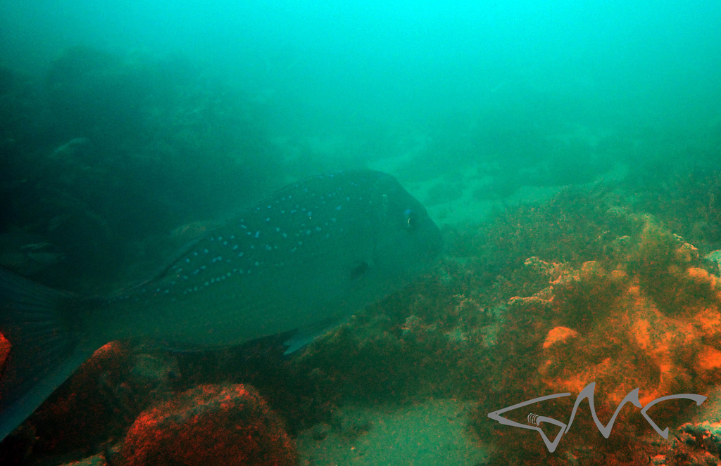 Australasian Snapper from Fly Point Dive on March 16, 2025 at 12:00 PM ...