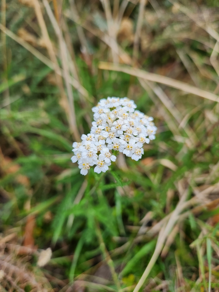 common yarrow from Thredbo NSW 2625, Australia on March 20, 2025 at 12: ...