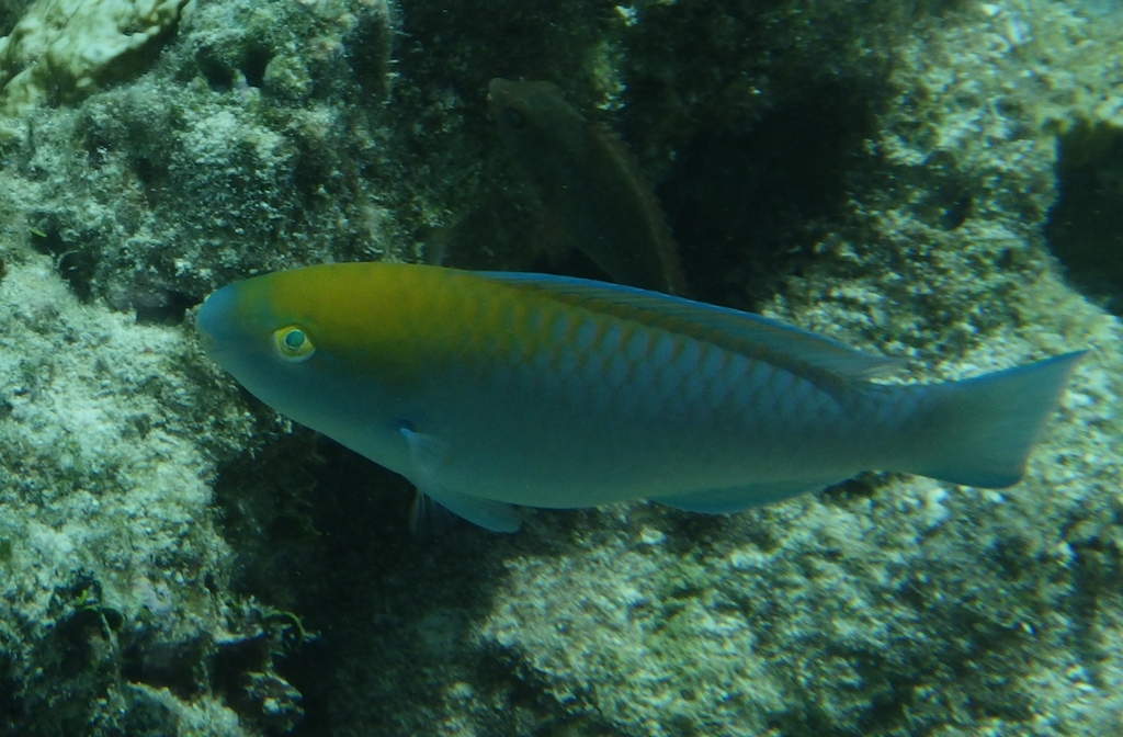 Blue Parrotfish (Scarus coeruleus) - Marine Life Identification