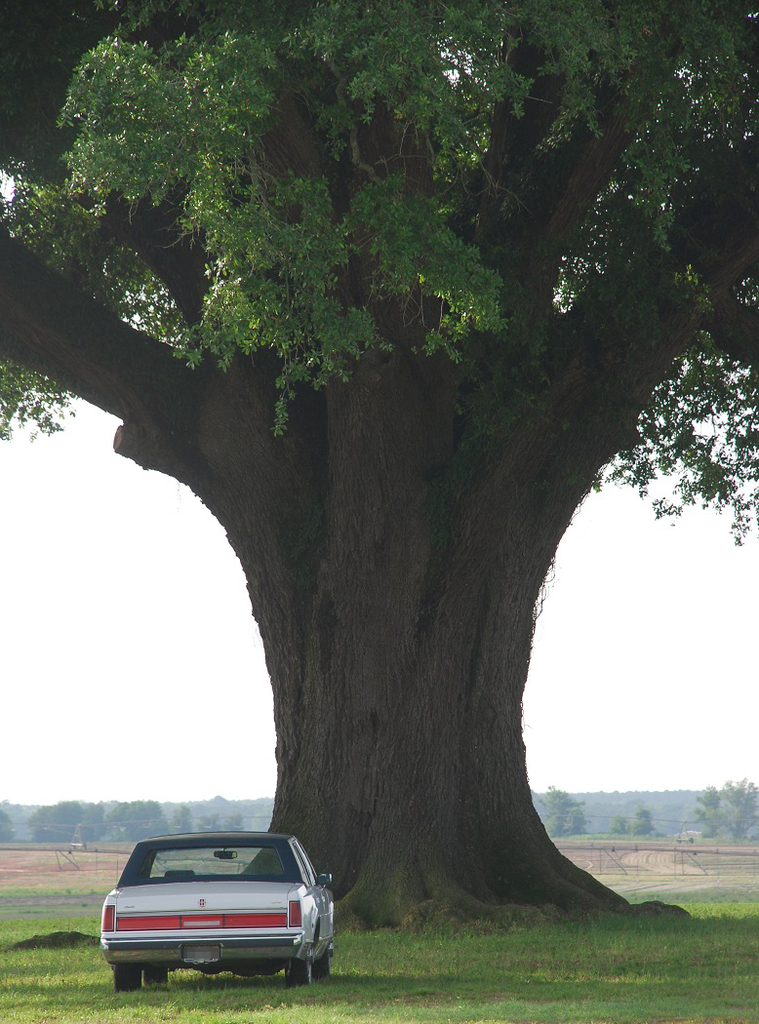 southern live oak (Quercus virginiana) - Botanical Realm