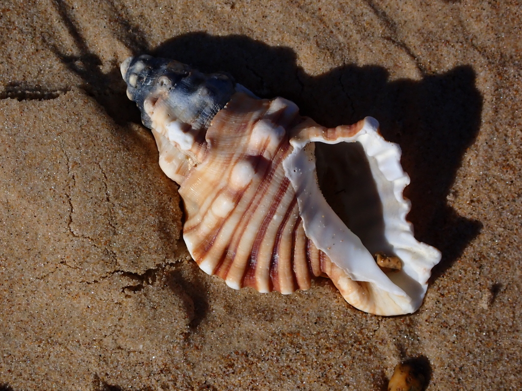 Spengler's Trumpet Snail from Bundagen NSW 2454, Australia on March 20 ...