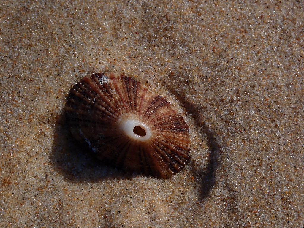Diodora lineata from Bundagen NSW 2454, Australia on March 20, 2025 at ...